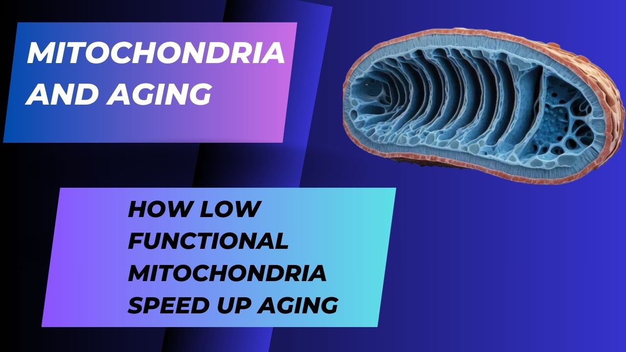 The Link Between Low Functional Mitochondria and Aging: Why Healthy ...